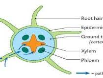 AS Level Biology - Structure of transport tissues (Plants) | Teaching ...