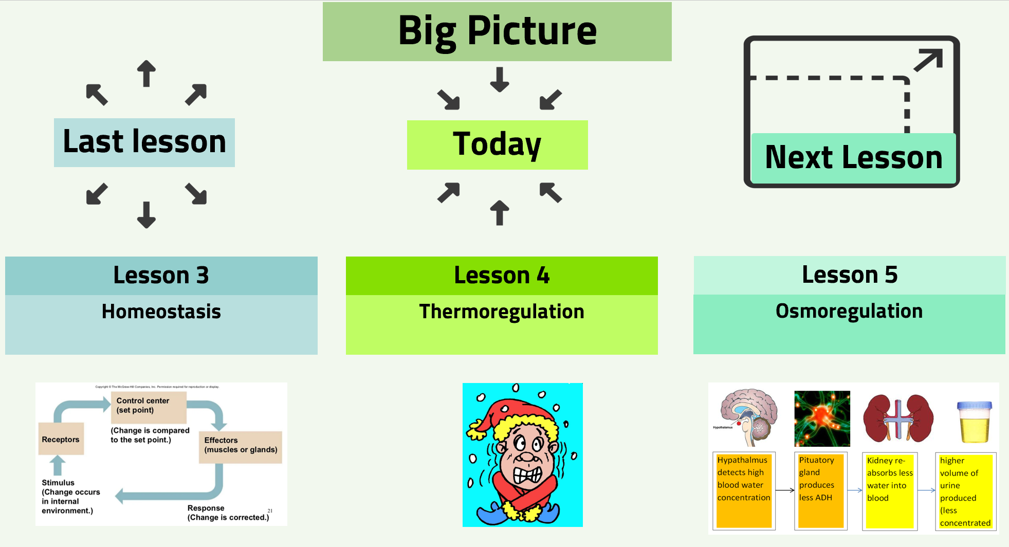 NEW: AAQ BTEC Medical Science Unit 1Bii Endocrine System - Lesson 4 ...