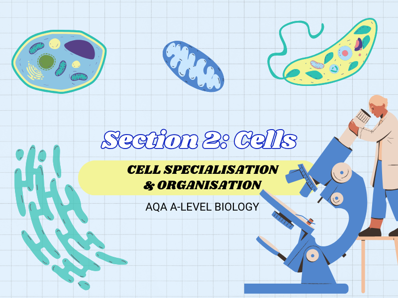 Cell Specialisation & Organisation - AQA A-Level Biology - (Section 2 ...