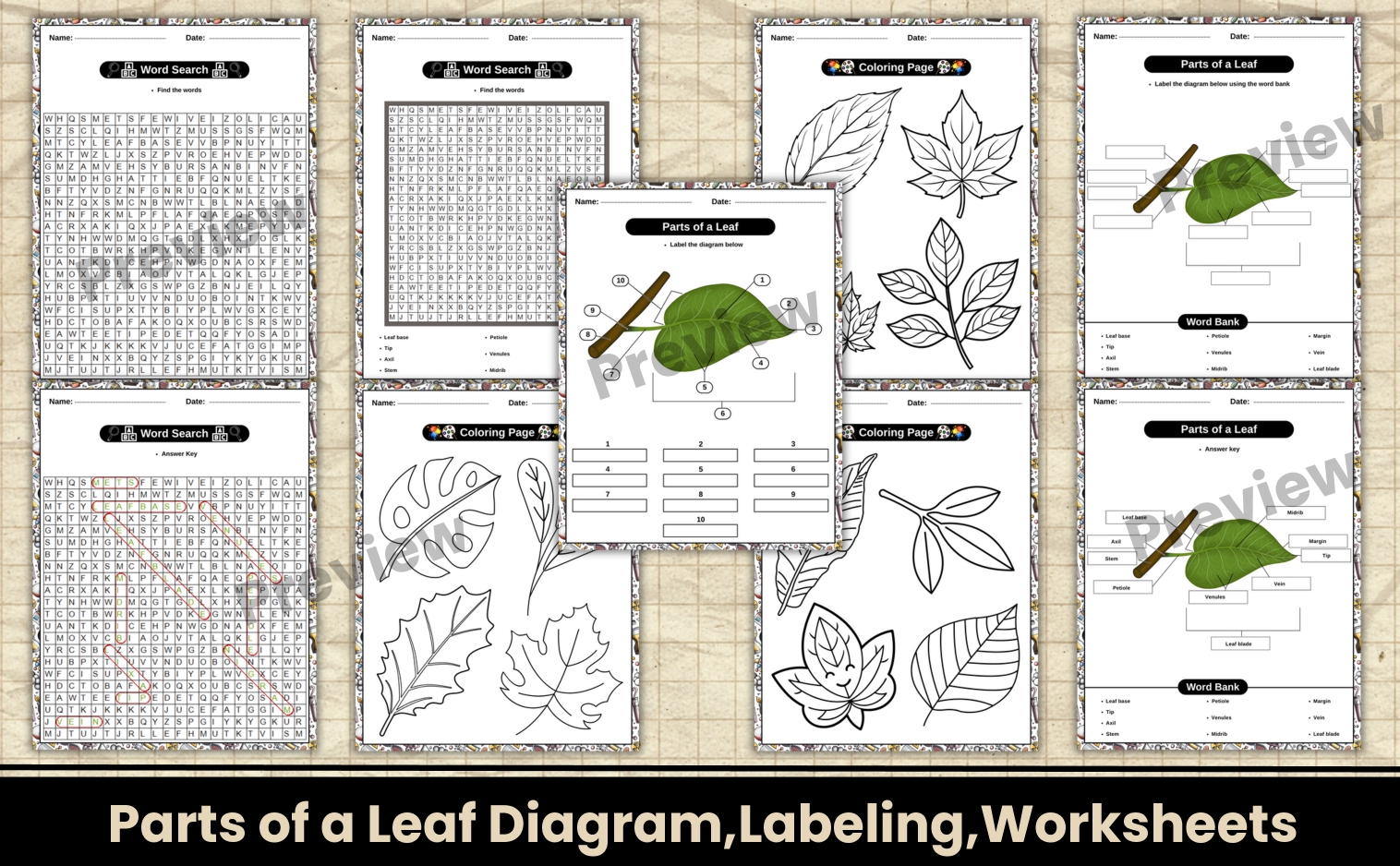Parts of a Leaf-Fall Leaf Activity-Leaf Labeling Worksheets,Wordseach ...