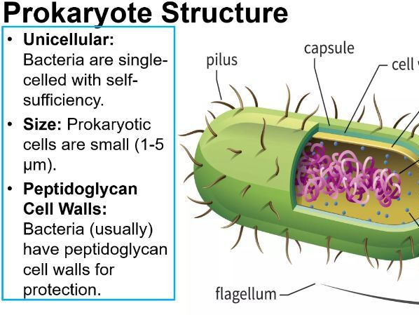 Eukaryotic and Prokaryotic Cells | Teaching Resources