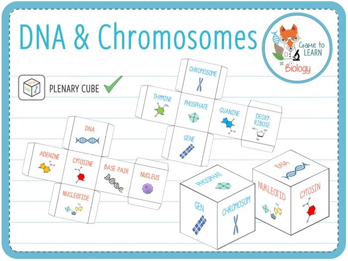 DNA and chromosomes - Plenary Cubes (KS3/4) | Teaching Resources