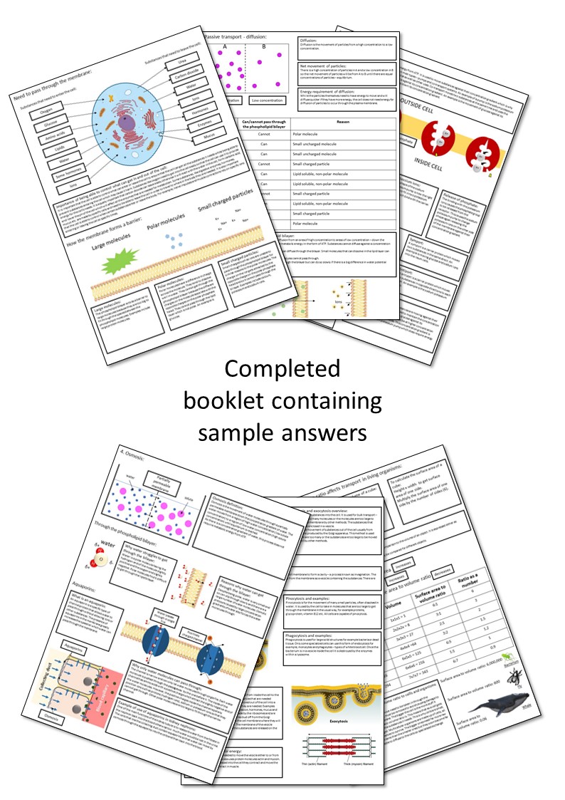 BTEC level 3 Applied Science Unit 5 - Biology: Cell Transport Mechanisms Notebook | Teaching ...