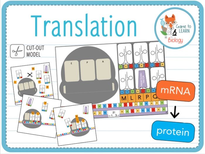 Translation / Protein Synthesis - Model craft activity (KS5) | Teaching ...