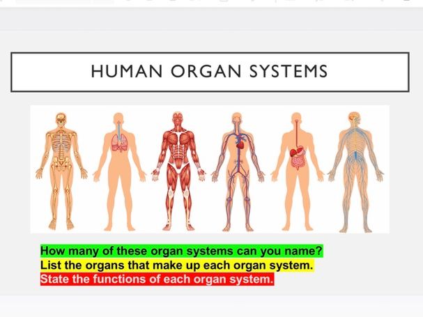 Levels of organisation lesson for ks3 science | Teaching Resources