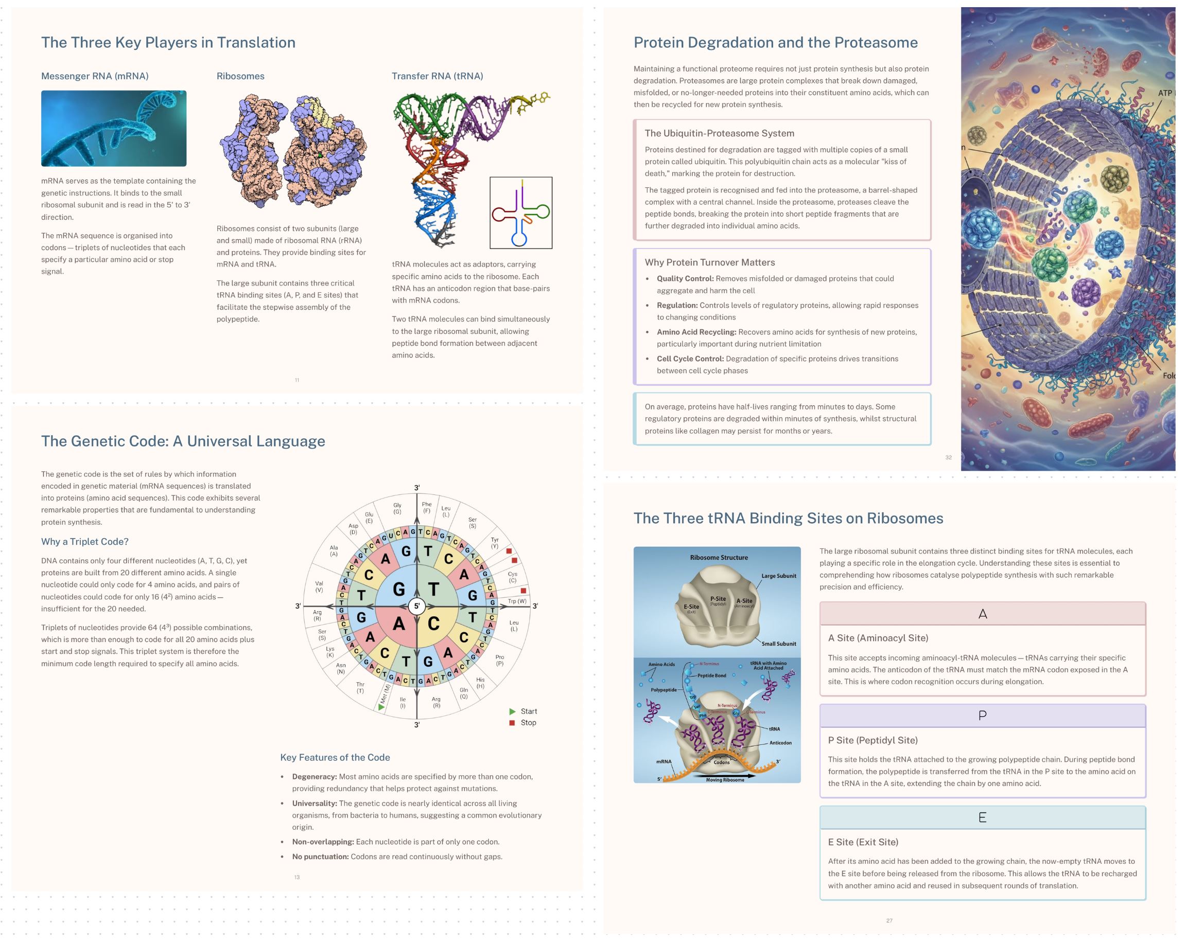 IB DP Biology D1.2 Protein Synthesis Teaching Notes & PowerPoint 2026 ...
