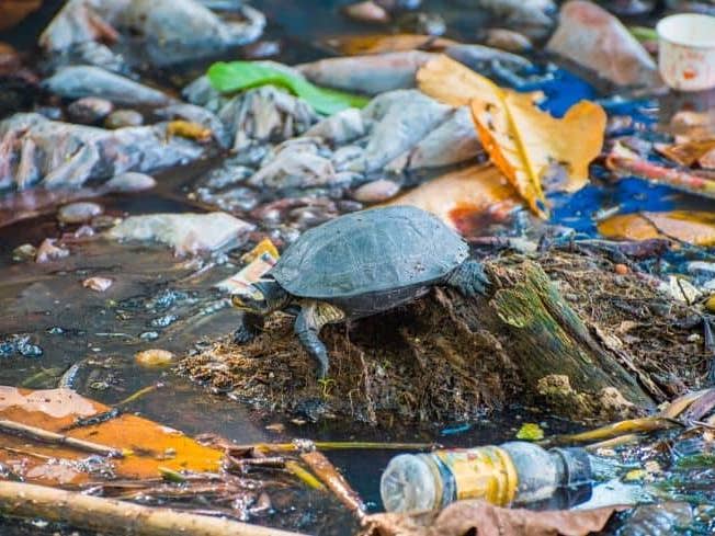 The effect of pollution on biodiversity | Teaching Resources