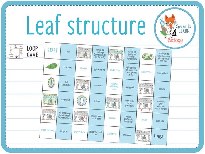 Leaf structure - Loop Game (KS3/4) | Teaching Resources