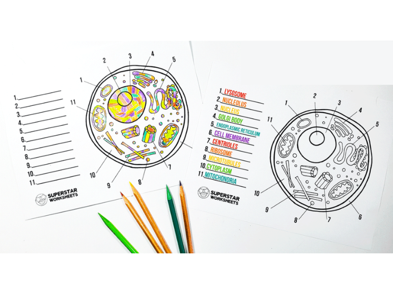Animal Cell Coloring Sheet