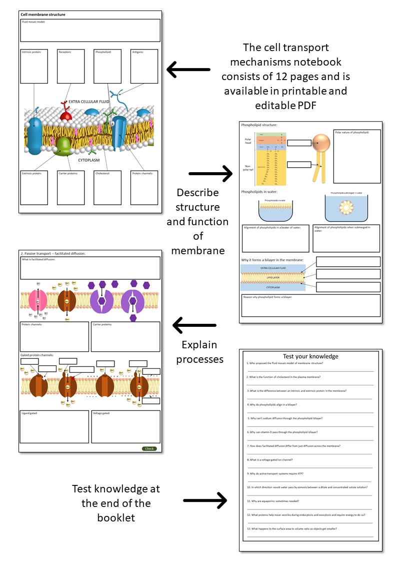BTEC level 3 Applied Science Unit 5 - Biology: Cell Transport ...