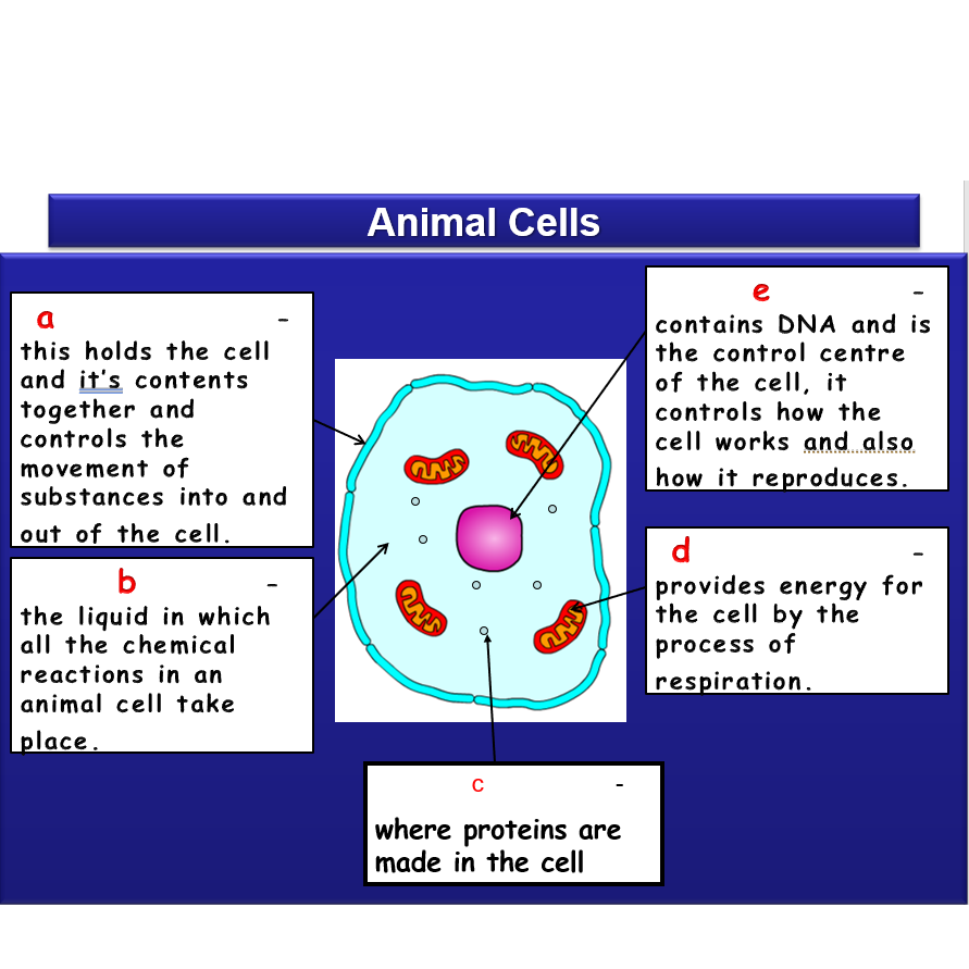 B1.2 Animal and plant cells | Teaching Resources