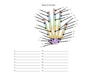 The Bones of the Hand and Wrist Review Bundle for Anatomy or Physiology ...
