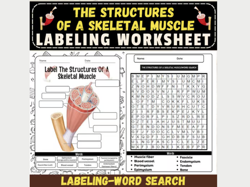 Label The Structures Of A Skeletal Muscle Anatomy: Worksheets ...