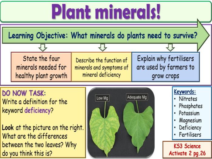Plant Minerals KS3 Activate Science | Teaching Resources