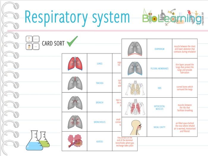 Respiratory System - Card Sort (KS3/4) | Teaching Resources