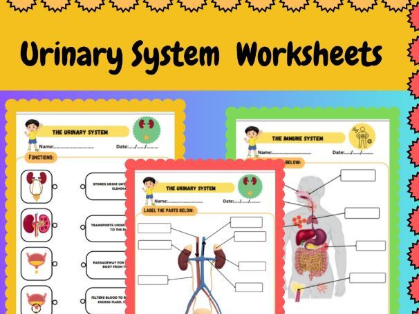 Human Body Systems | Urinary System | Worksheets and activities ...