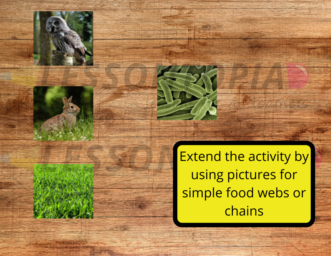 Producer Consumer Decomposer | Ecosystems | DELUXE Card Sort | Teaching ...