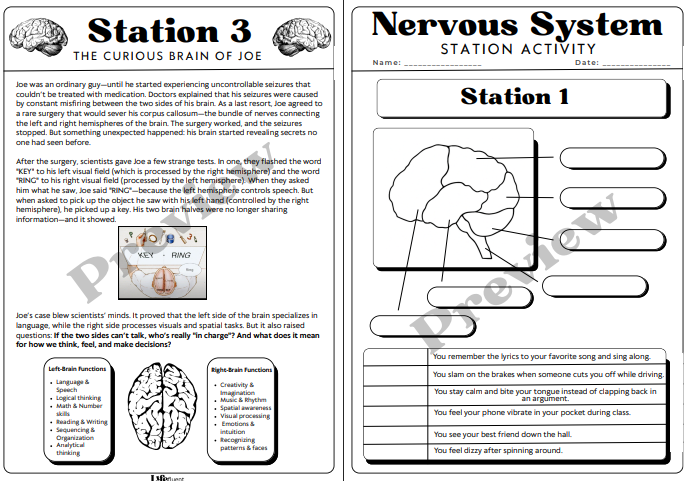 Nervous System Station Activity: Body Systems for Middle & High School ...