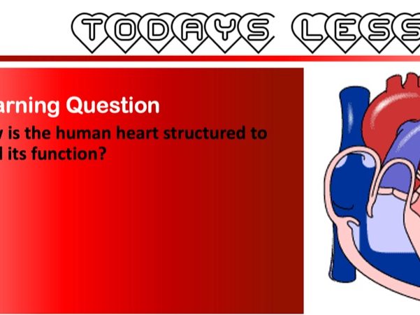 Heart Structure And Dissection Teaching Resources Heart Structure And Dissection Teaching Resources