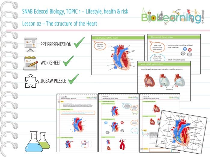 SNAB Biology Topic 1 - Lesson 2 (Structure of the heart) – WS, PPT and ...