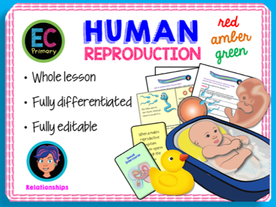 Sexual Intercourse + Genitalia PSHE | Teaching Resources