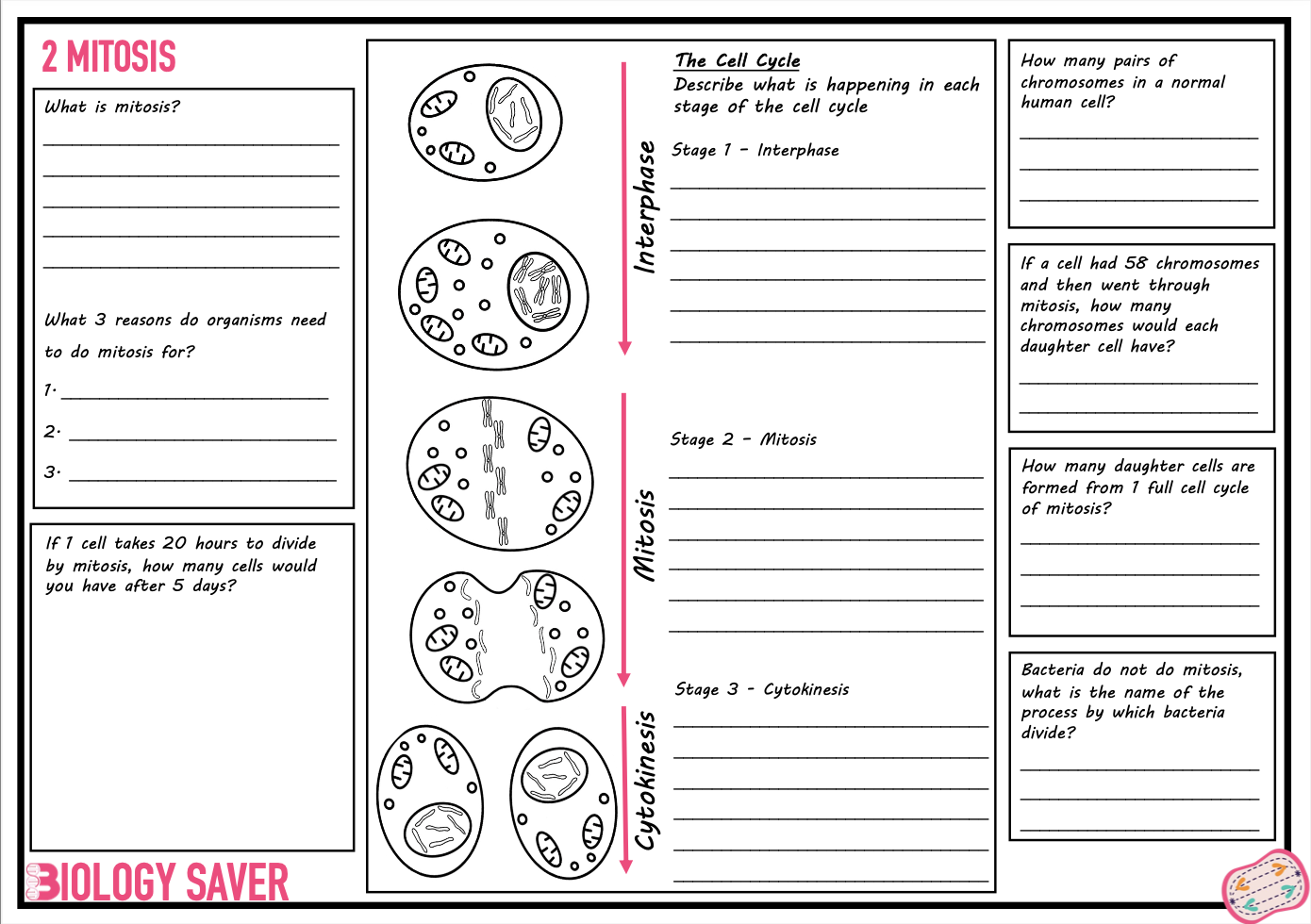 GCSE Biology Revision mats - 2 Cell Division | Teaching Resources