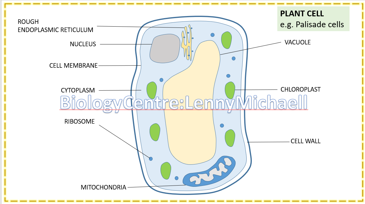 Biology Cells | Plant and Animal Cell Organelles - Powerpoint Year 6 ...