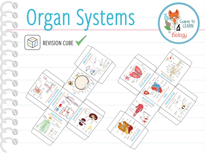 Organ systems - Revision Cubes (KS3/4) | Teaching Resources