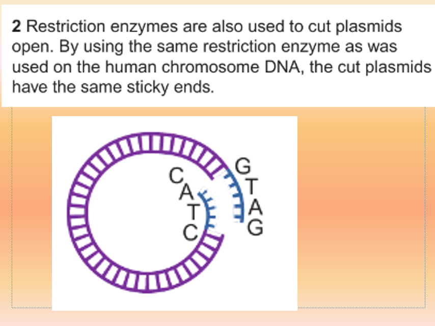 Edexcel CB4 SB4 Genetic Engineering Complete Lesson - GCSE Biology ...