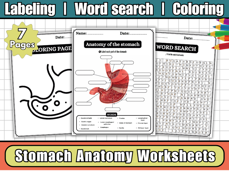 Stomach Anatomy Worksheets-Labeling Diagram | Word Search | Coloring ...