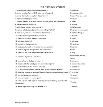 The Nervous System Matching Worksheet for Biology II | Teaching Resources