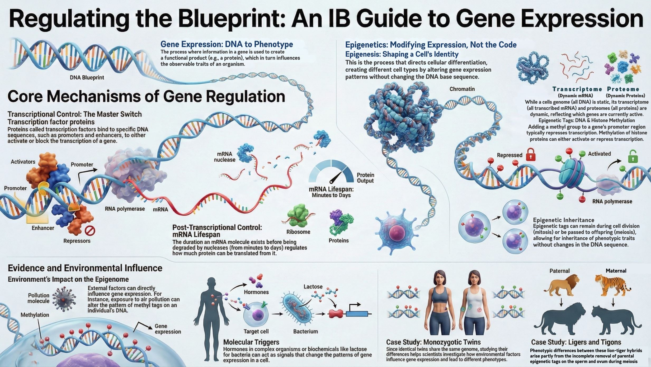 IB DP Biology Digital Infographic Poster: D2.2 Gene Expression (2026 ...
