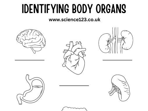 Identifying Body Organs FREE | Teaching Resources
