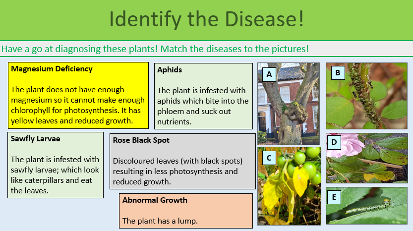 Plant Diseases and Defences Lesson GCSE Biology | Teaching Resources