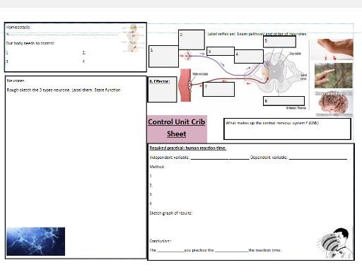 AQA homeostasis and response revision crib sheet foundation | Teaching ...