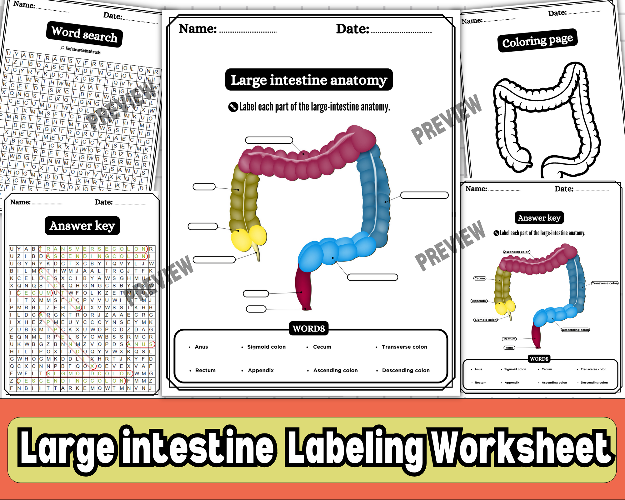 Large Intestine Anatomy Worksheets-Labeling Diagram,Word Search ...