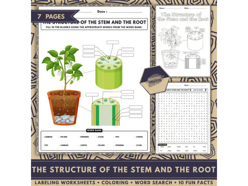 The Structure of the Stem and the Root| Labeling, Coloring, Word Search ...