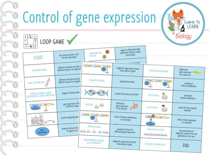 Control of Gene Expression - Loop Game (KS5) | Teaching Resources