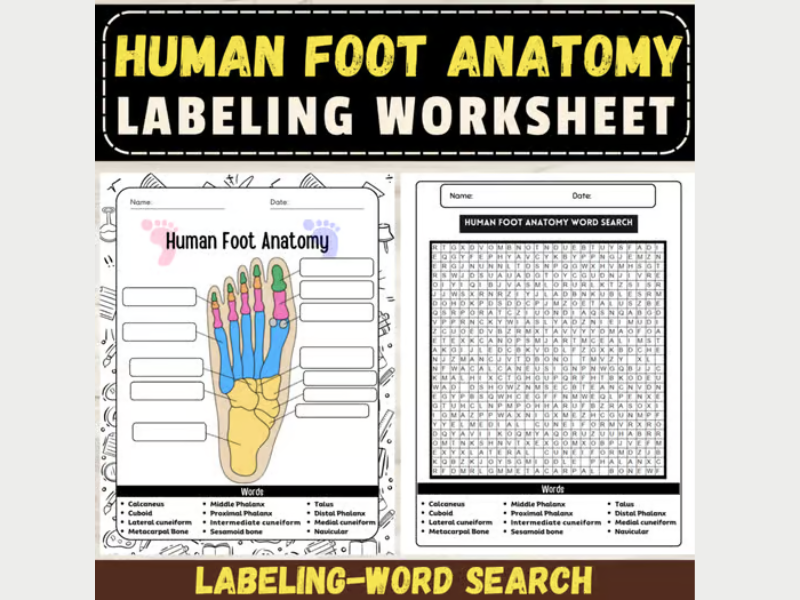 Label the Human Foot Anatomy: Back to School Labeling Worksheets ...