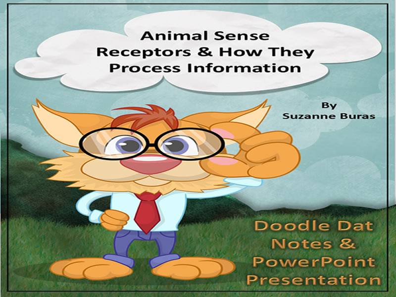 Animal Sense Receptors and How They Process Information BUNDLE ...