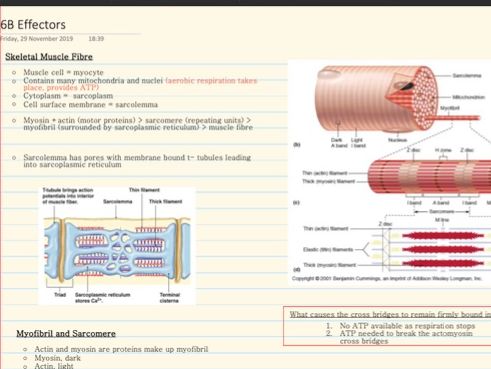 AQA A Level Biology Effectors Notes and Questions | Teaching Resources
