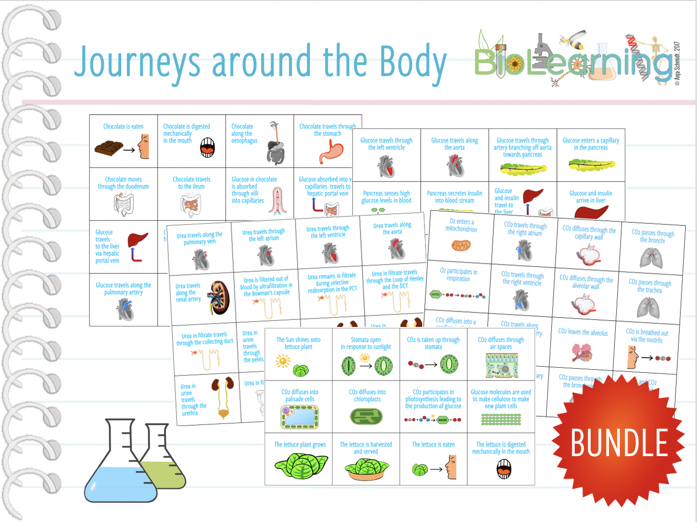 Journeys around the body - 7x Card sort (KS3/4) | Teaching Resources