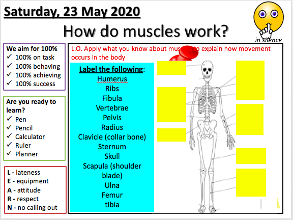 Movement L4 - Muscles | Teaching Resources
