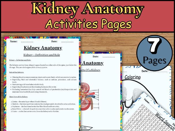 Kidney Anatomy/Word search/Label /Coloring page/Biology worksheet ...