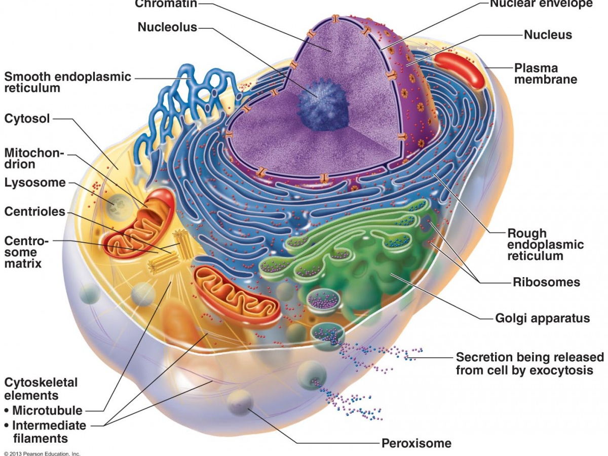 Biology AS And A2 Syllabus Revision Notes Teaching Resources
