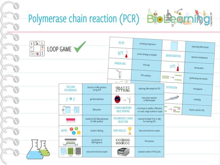 Polymerase chain reaction (PCR) - Loop Game (KS5) | Teaching Resources