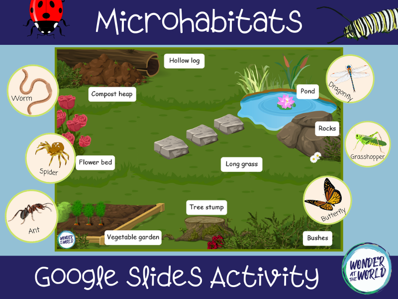 Microhabitats Google Slides activity | Teaching Resources