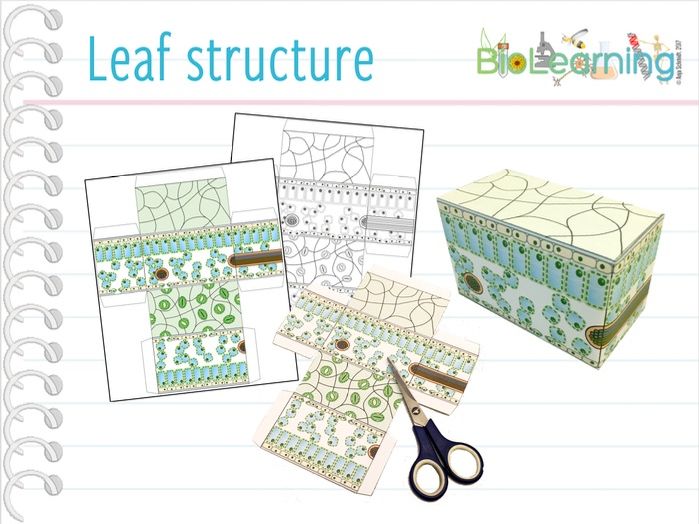 Leaf Structure - Craft activity (KS3/4) | Teaching Resources