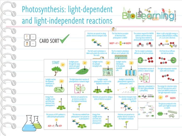 Photosynthesis: Light-dependent reaction & Calvin cycle - Card Sort ...