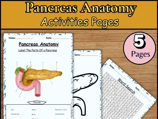 Pancreas anatomy/Word search/Label /Coloring page/Biology worksheet ...